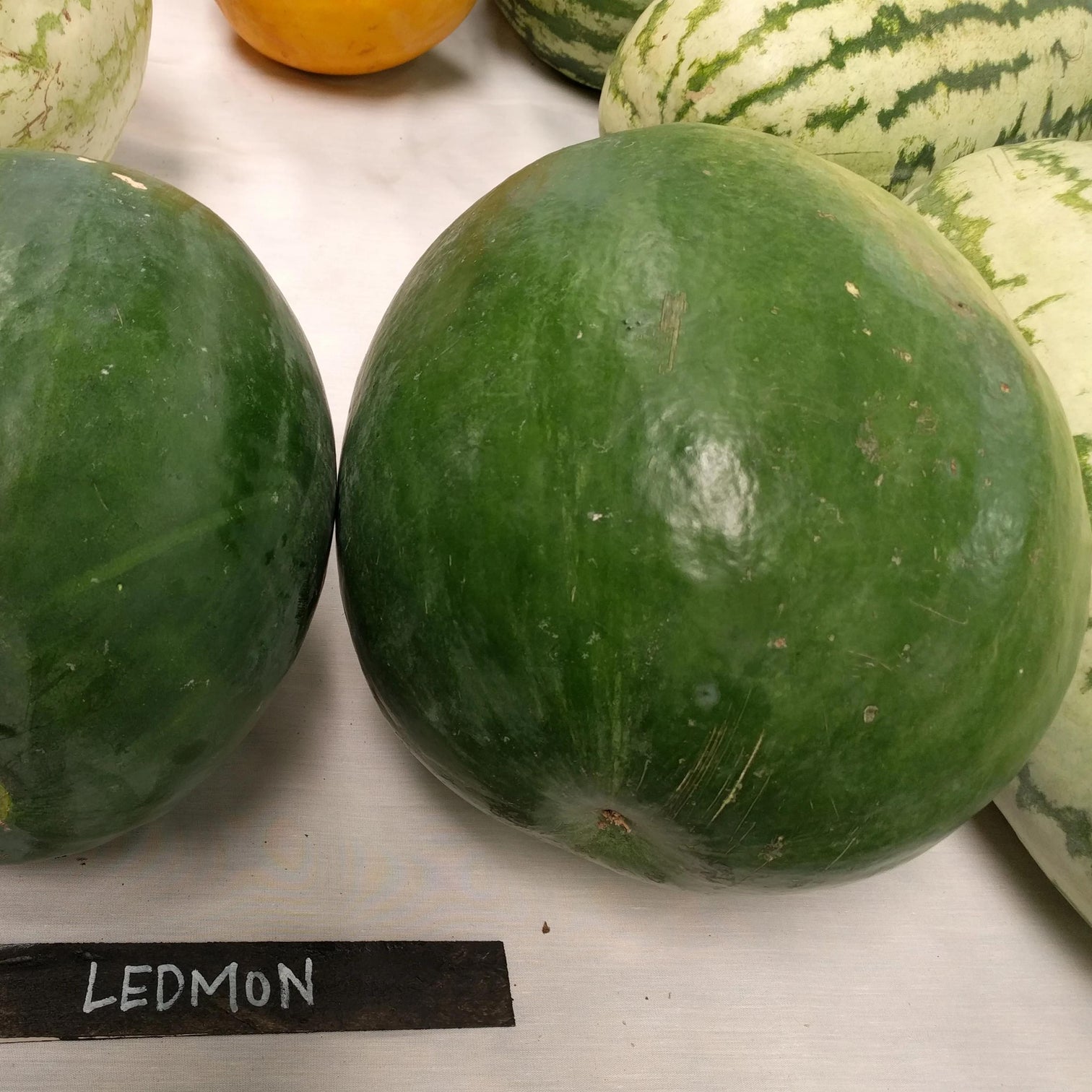 Ledmon Watermelon Seeds | Sow True Seed | Open-Pollinated