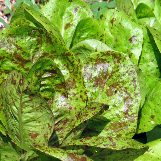 Lettuce Seeds - Freckles, ORGANIC | Sow True Seed