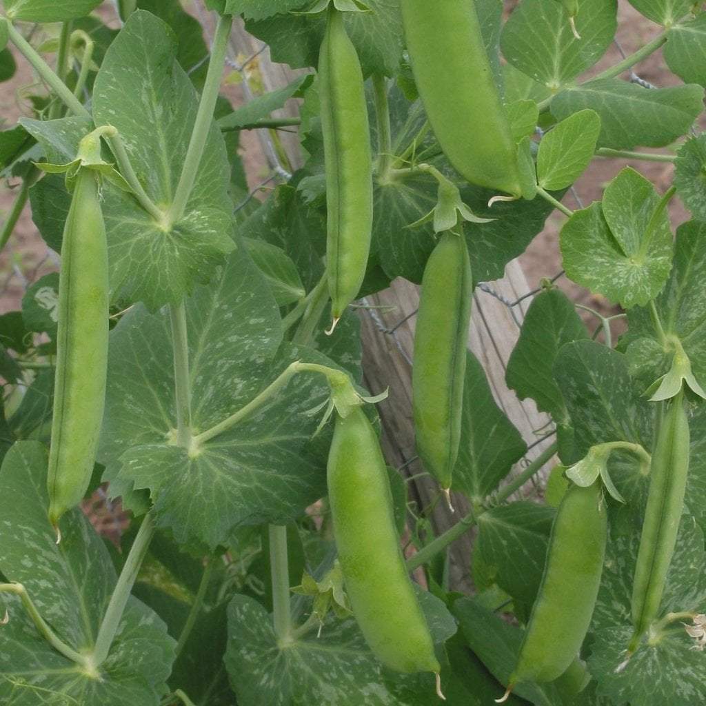 Shelling Pea - Little Marvel | Sow True Seed