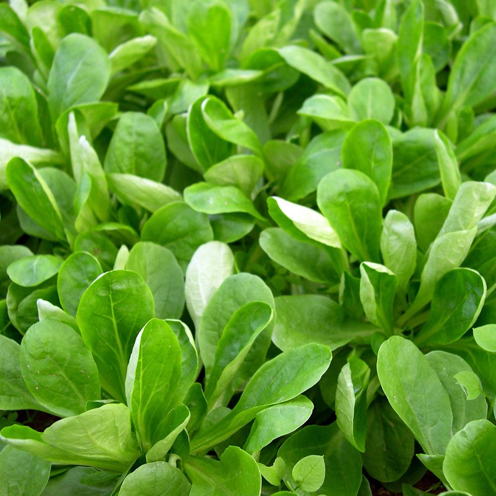 Mache Seeds - Dutch Corn Salad | Sow True Seed