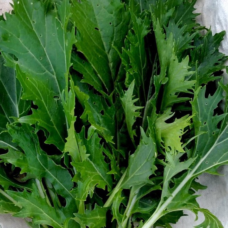 Mizuna Lettuce