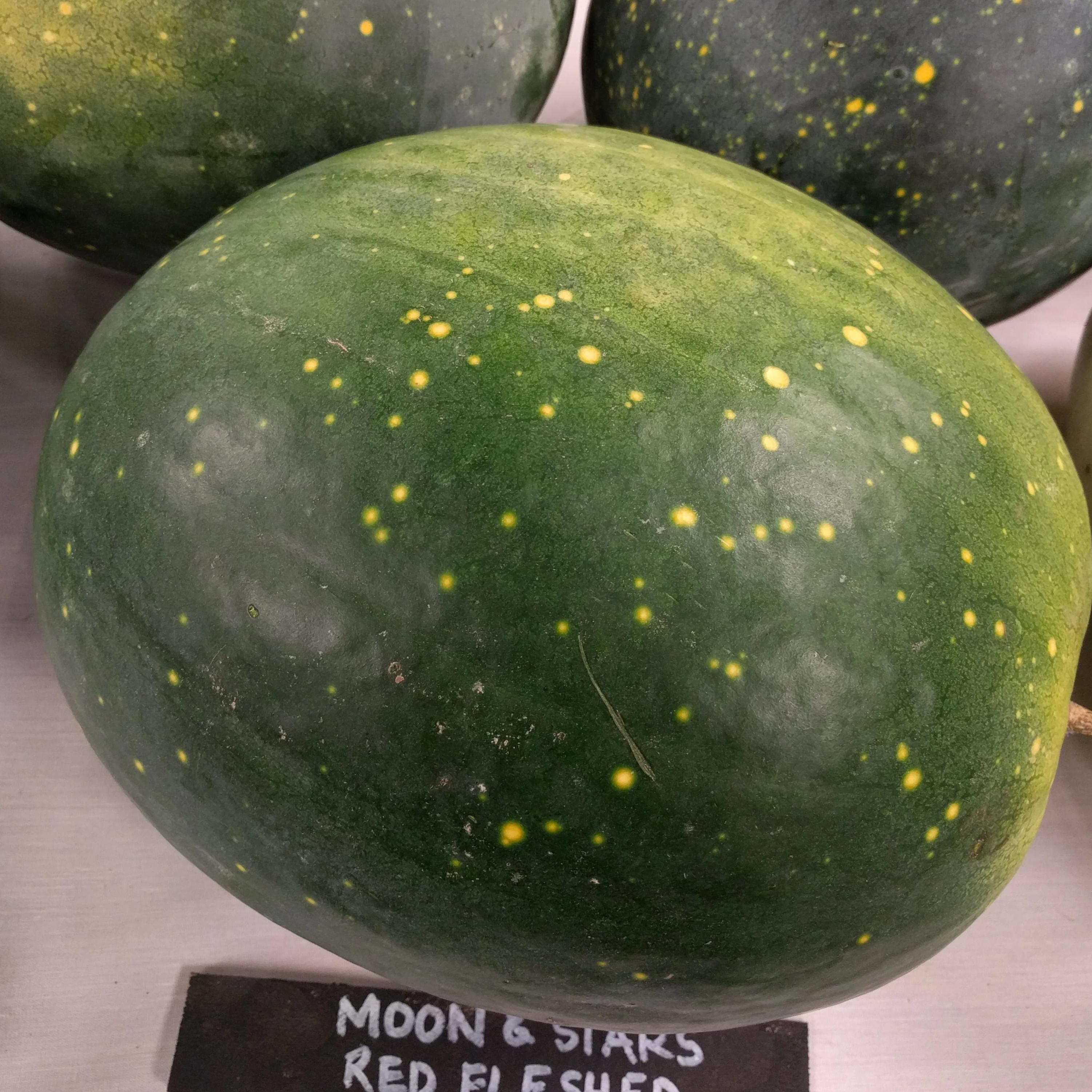 Watermelon Seeds - Moon and Stars Red | Sow True Seed