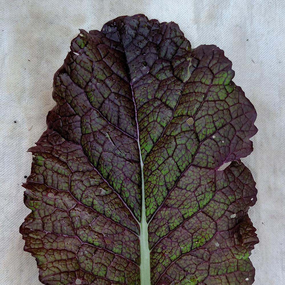Mustard Greens Seeds - Giant Red | Sow True Seed