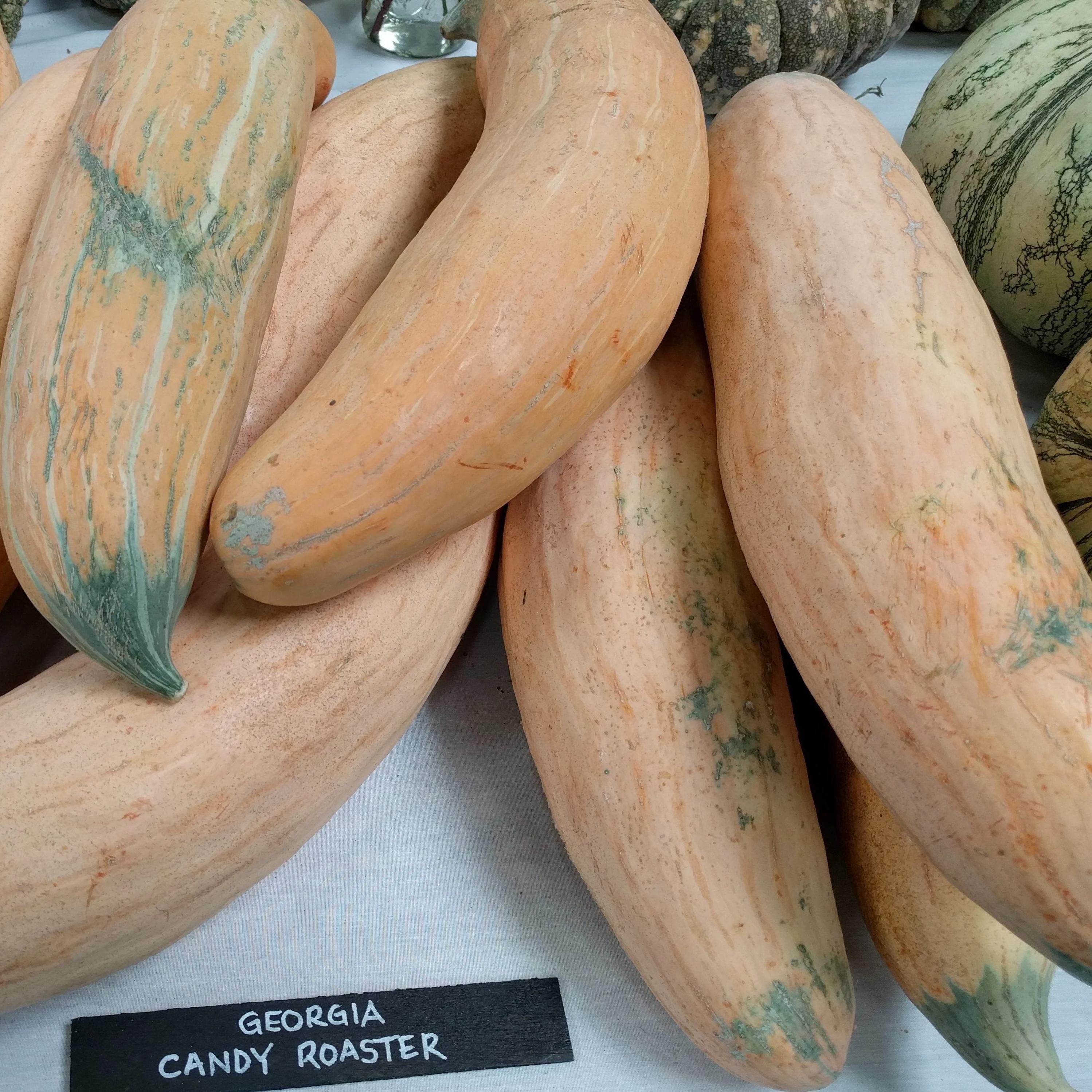 Winter Squash Seeds - North Georgia Candy Roaster | Sow True Seed