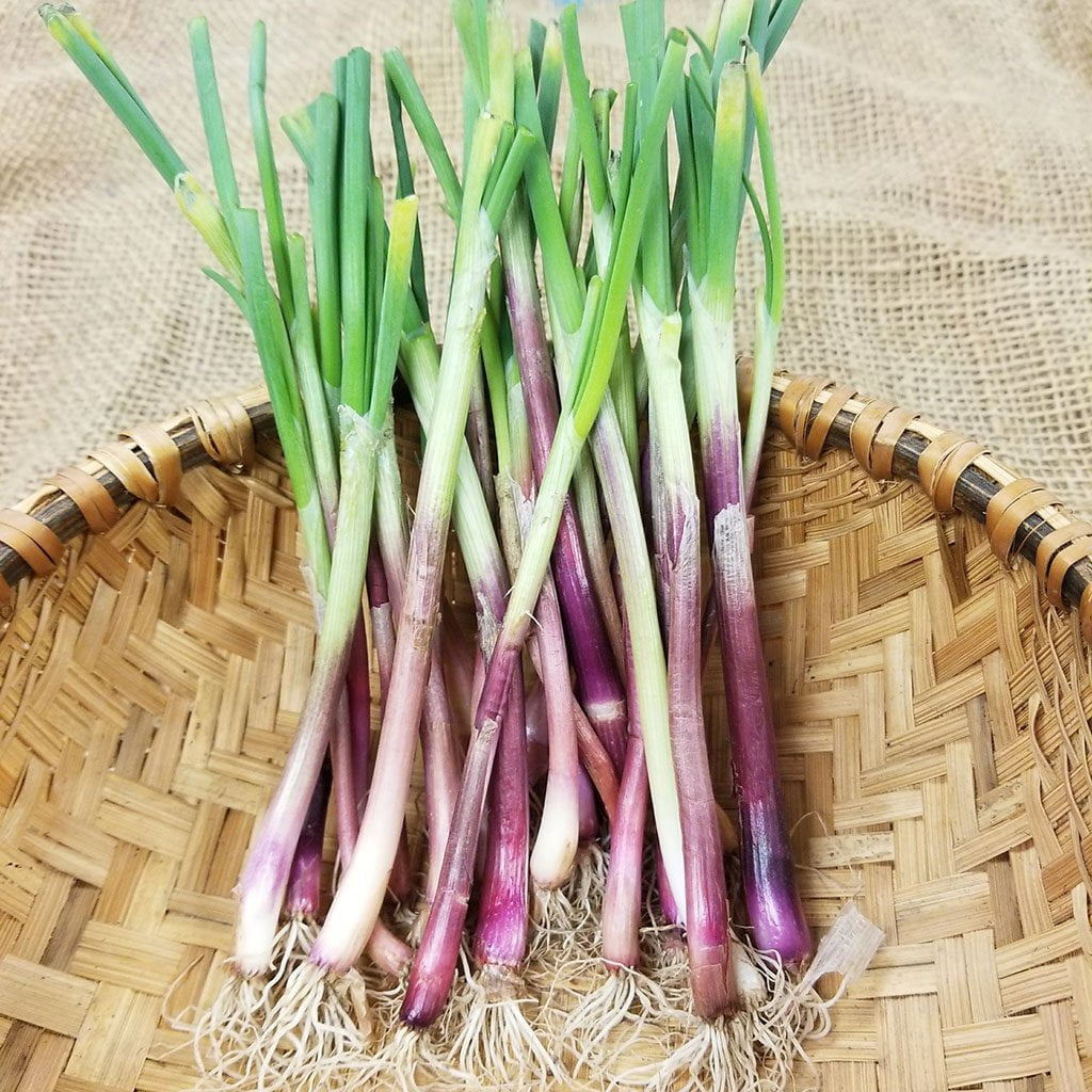 Red Creole Heirloom Onion Starts | Sow True Seed