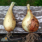 Red Wethersfield Onion Seeds | Sow True Seed | Open Pollinated