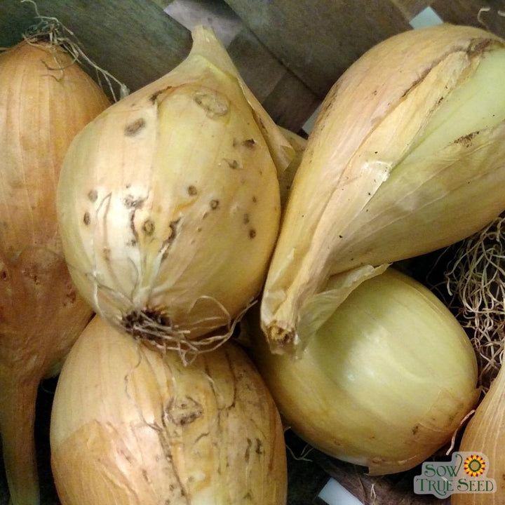 Walla-Walla Sweet Spanish Onion Seeds | Sow True Seed | Open Pollinated