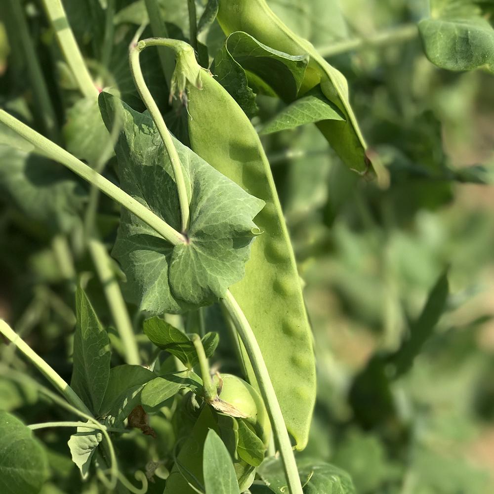 Snow Pea Seeds - Dwarf Grey Sugar | Sow True Seed