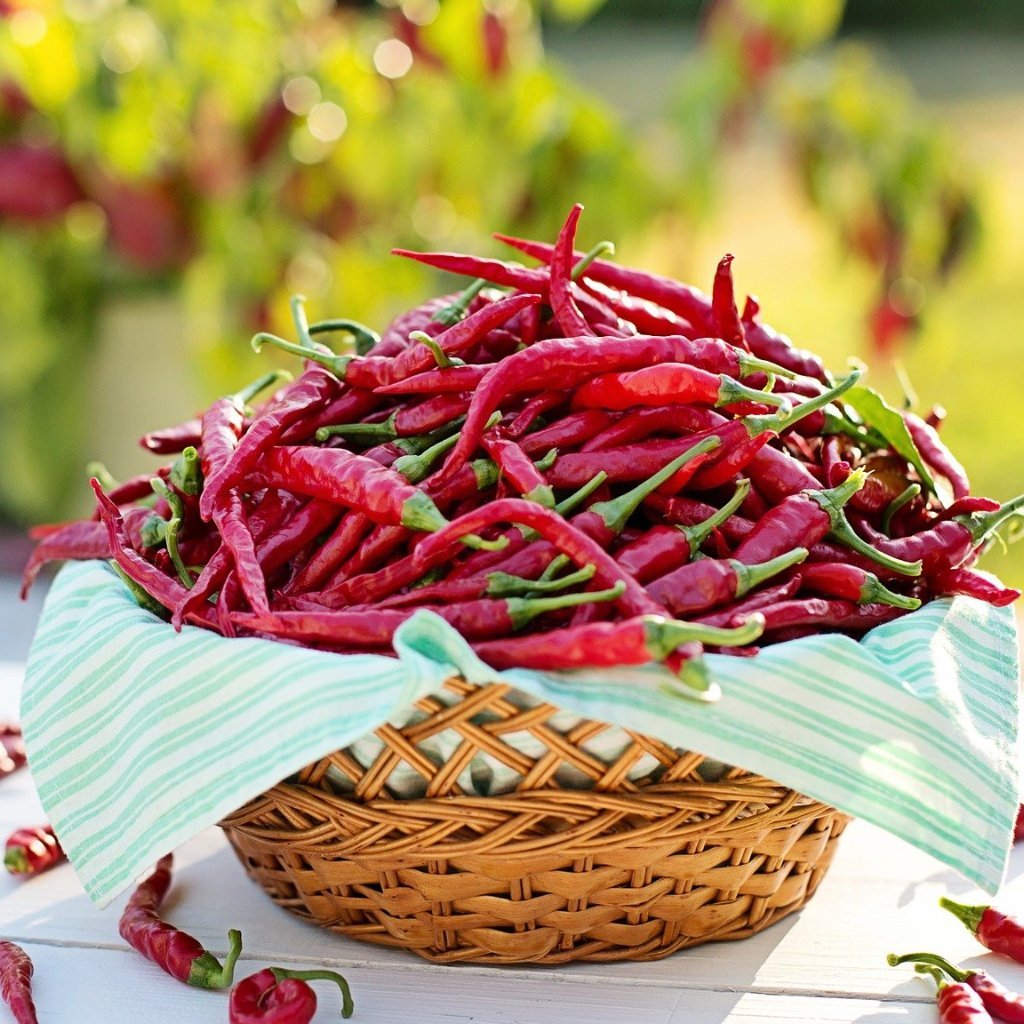 Hot Pepper Seeds - Cayenne Long Red Thin | Sow True Seed