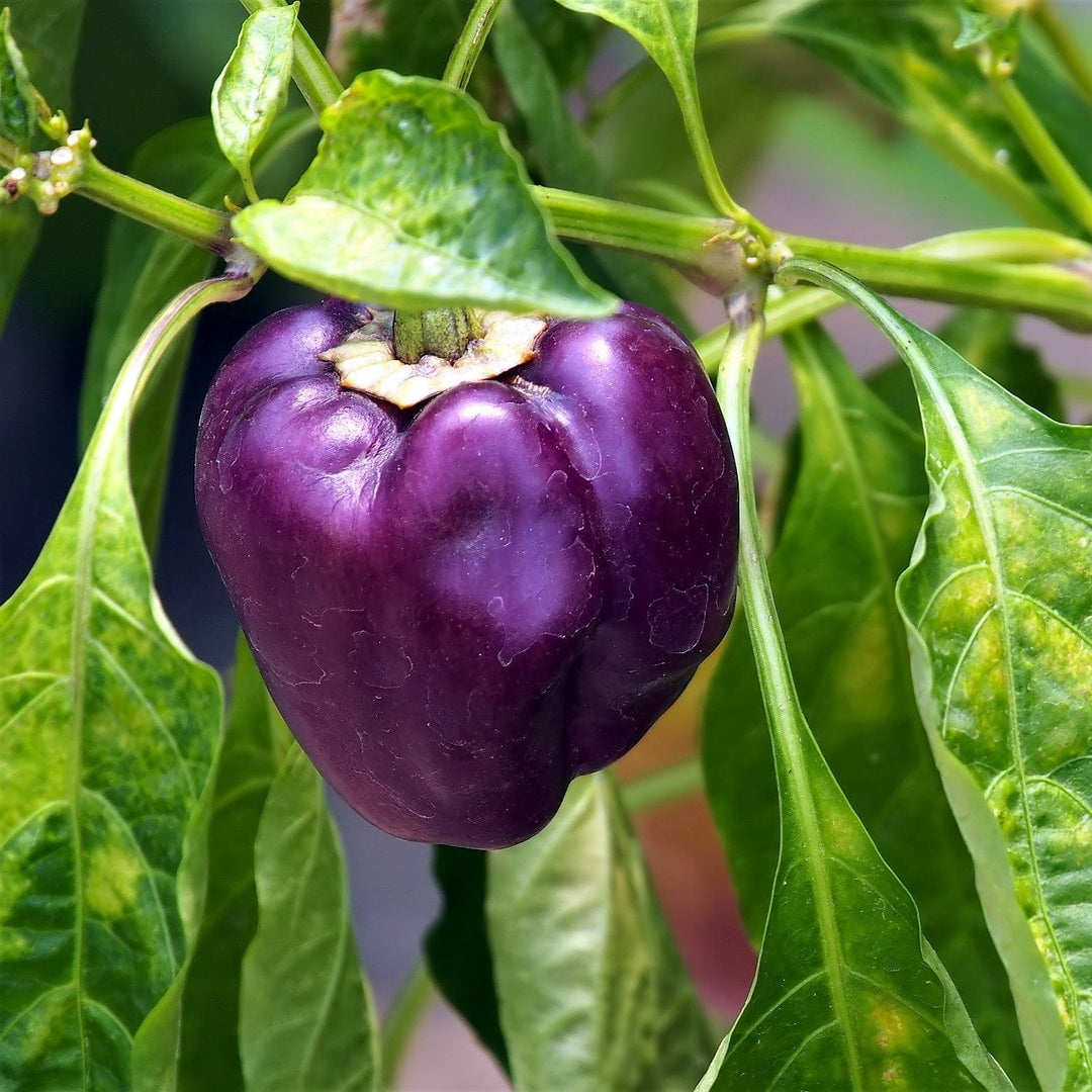 Purple Beauty Bell Pepper Seeds | Sow True Seed | Open Pollinated