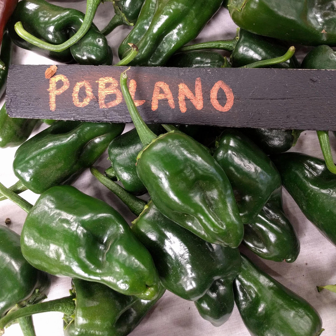 Poblano Hot Pepper Seeds | Sow True Seed | Open Pollinated