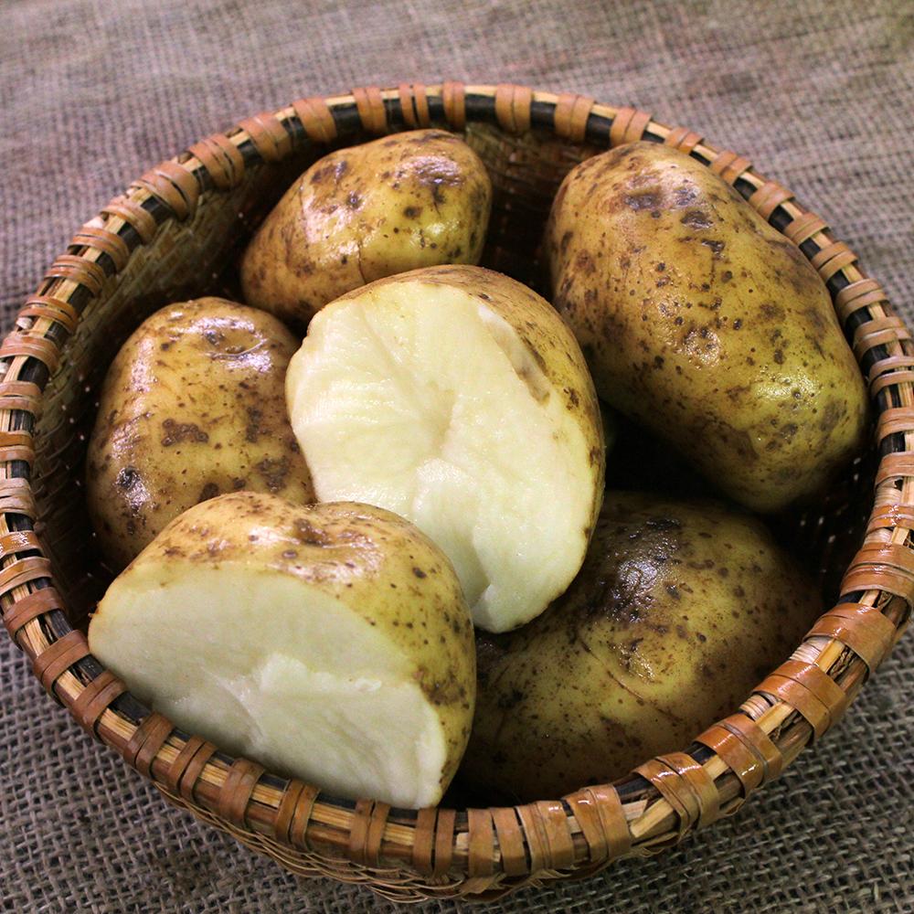 Kennebec Potato, ORGANIC | Sow True Seed
