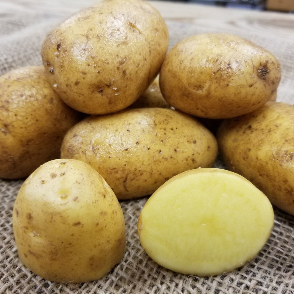 German Butterball Potato, ORGANIC | Sow True Seed