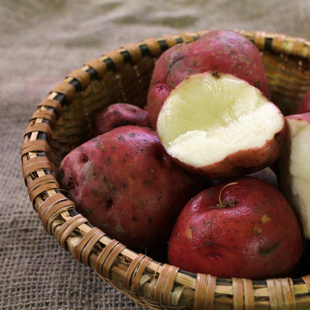 Red Pontiac Potato, ORGANIC | Sow True Seed