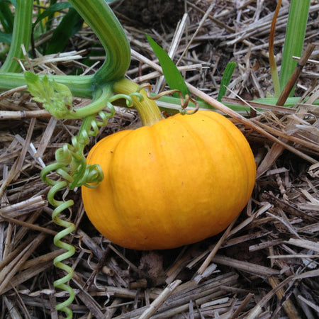 How Pumpkin Pollination Works – Sow True Seed