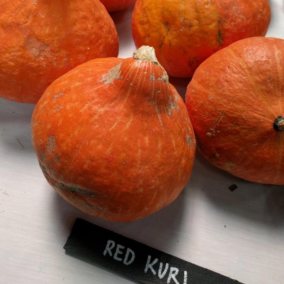 Winter Squash Seeds - Red Kuri | Sow True Seed