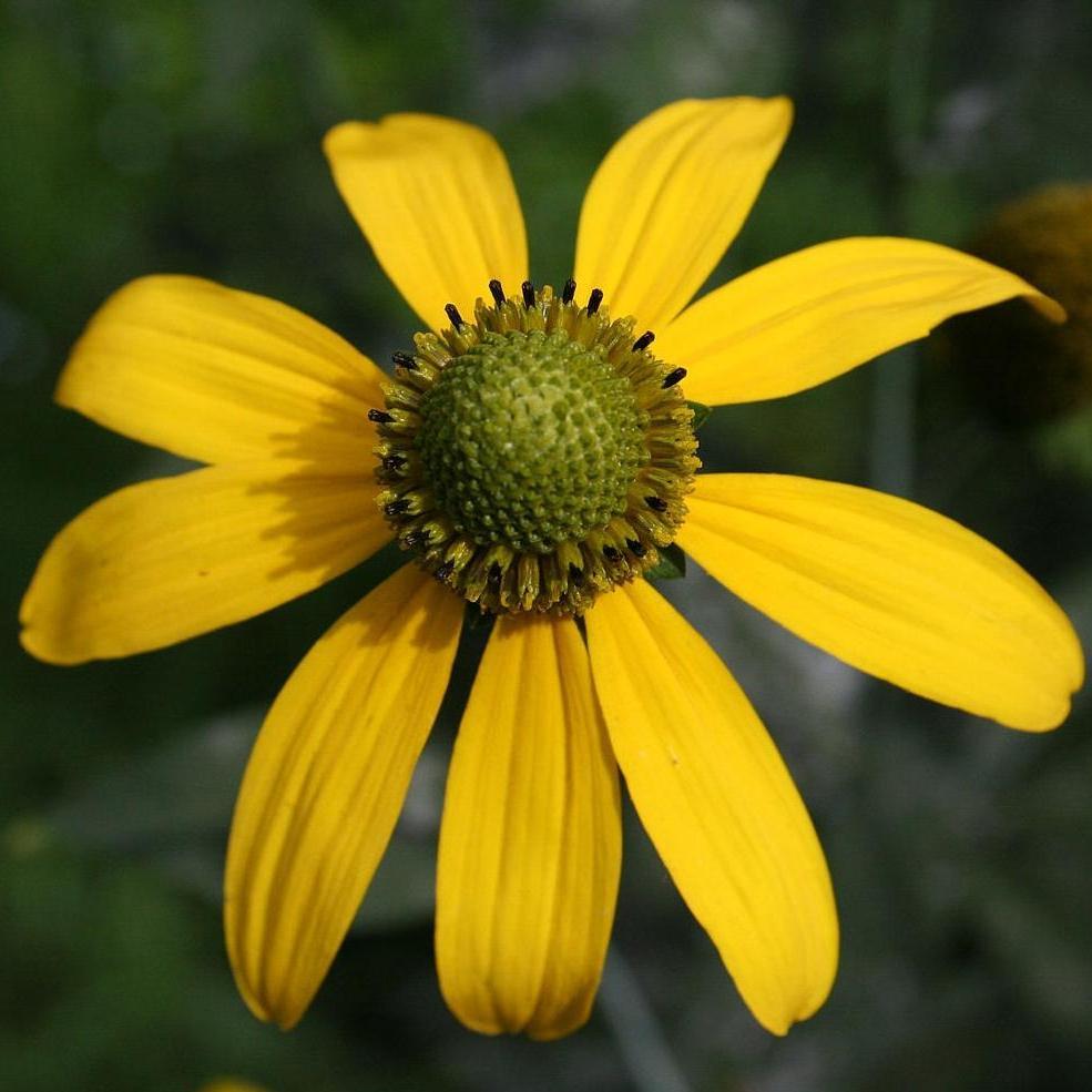 Rudbeckia Seeds - Sochan | Sow True Seed