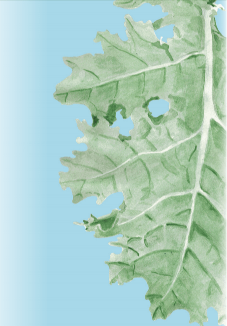 Kale Seeds - Dwarf Siberian | Sow True Seed