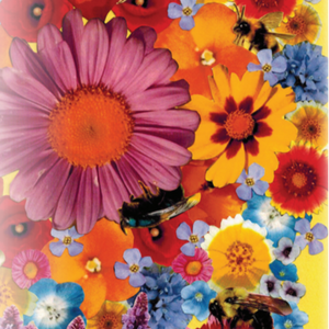 Flower Seed Mix - Bee Feed | Sow True Seed