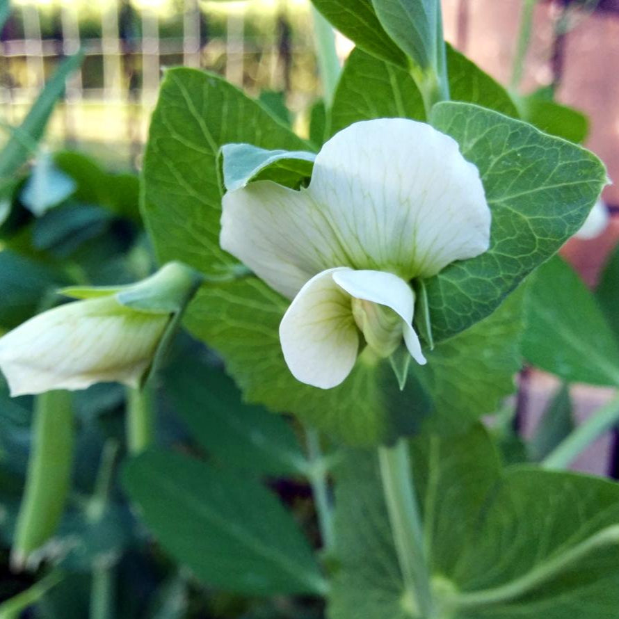 Snap Pea Seeds - Sugar Ann | Sow True Seed