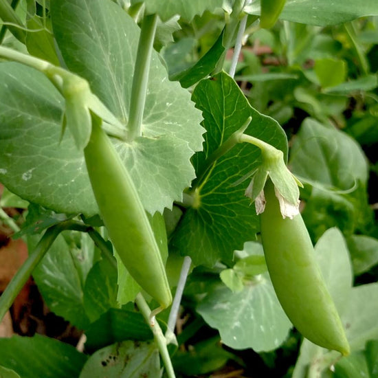 Snap Pea Seeds - Sugar Ann | Sow True Seed