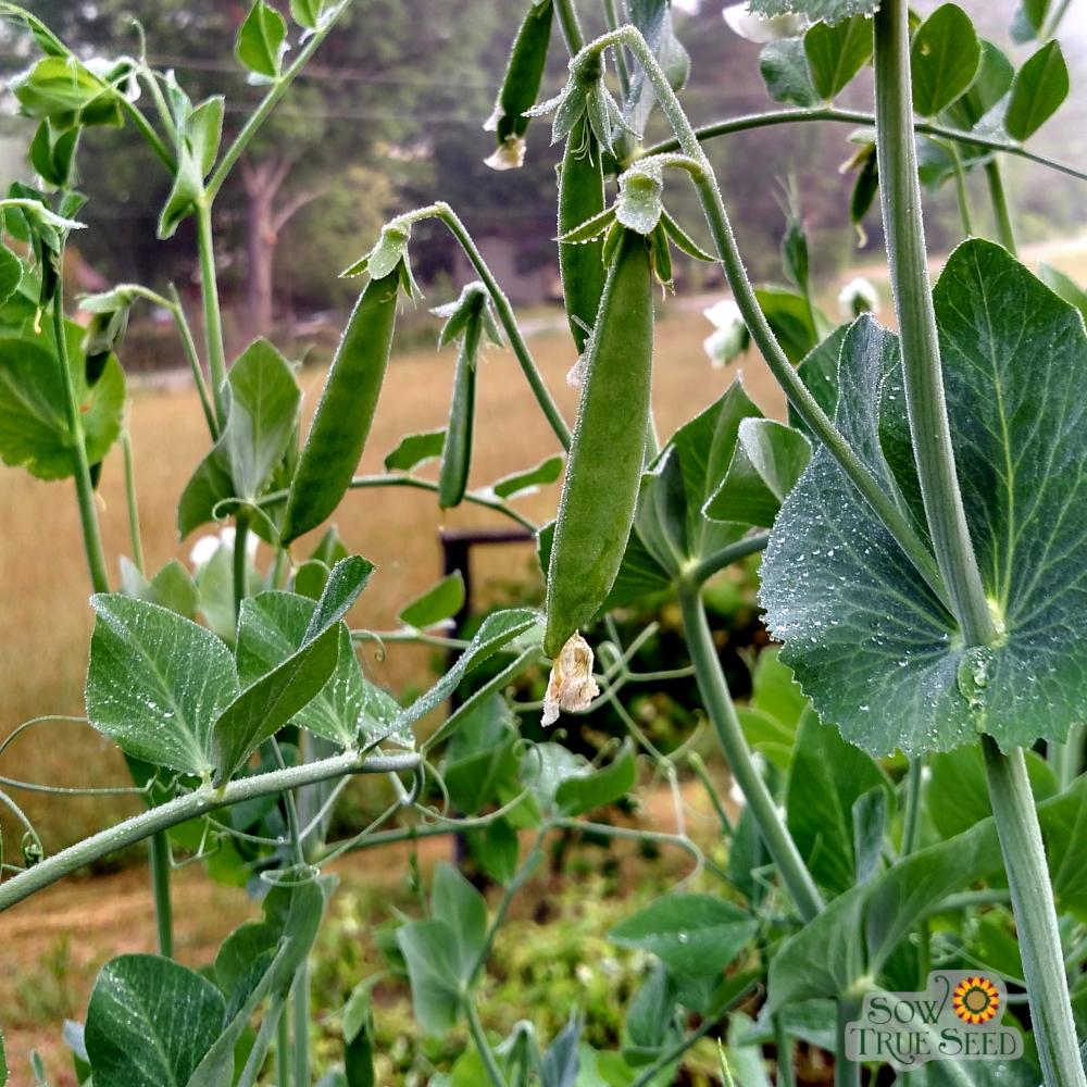 Snap Pea Seeds - Sugar Snap | Sow True Seed
