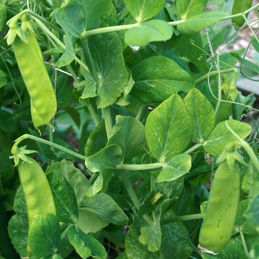 Oregon Sugar Pod II Snow Pea Seeds | Sow True Seed | Open Pollinated