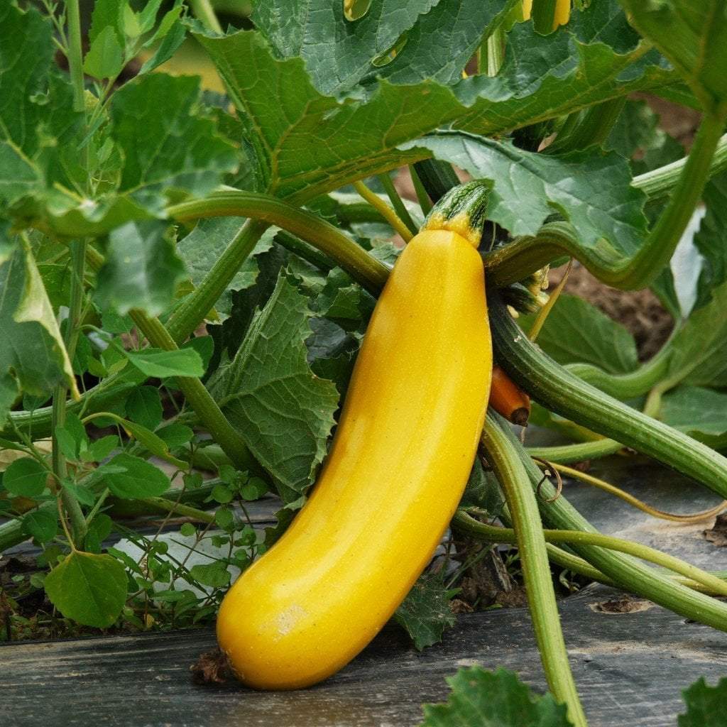 Summer Squash Seeds - Golden Zucchini | Sow True Seed