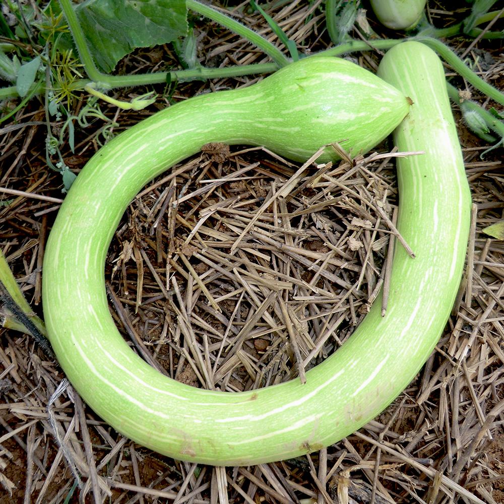 Summer Squash Seeds - Tromboncino | Sow True Seed