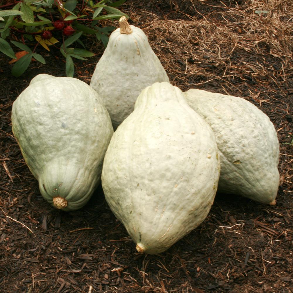 Blue Hubbard Winter Squash Seeds | Sow True Seed | Open-Pollinated