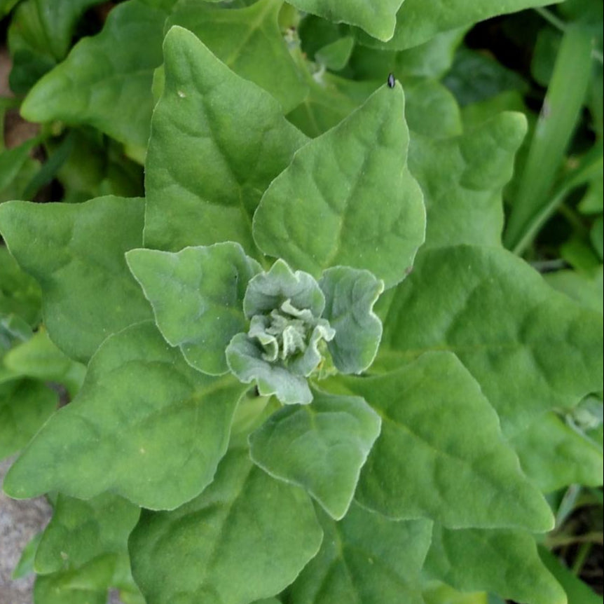 Summer Spinach Seeds - New Zealand | Sow True Seed