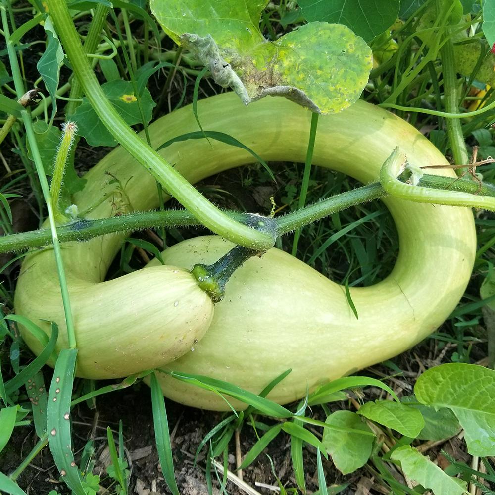 Summer Squash Seeds - Tromboncino | Sow True Seed