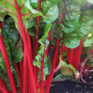 Swiss Chard Seeds - Ruby Red, ORGANIC | Sow True Seed