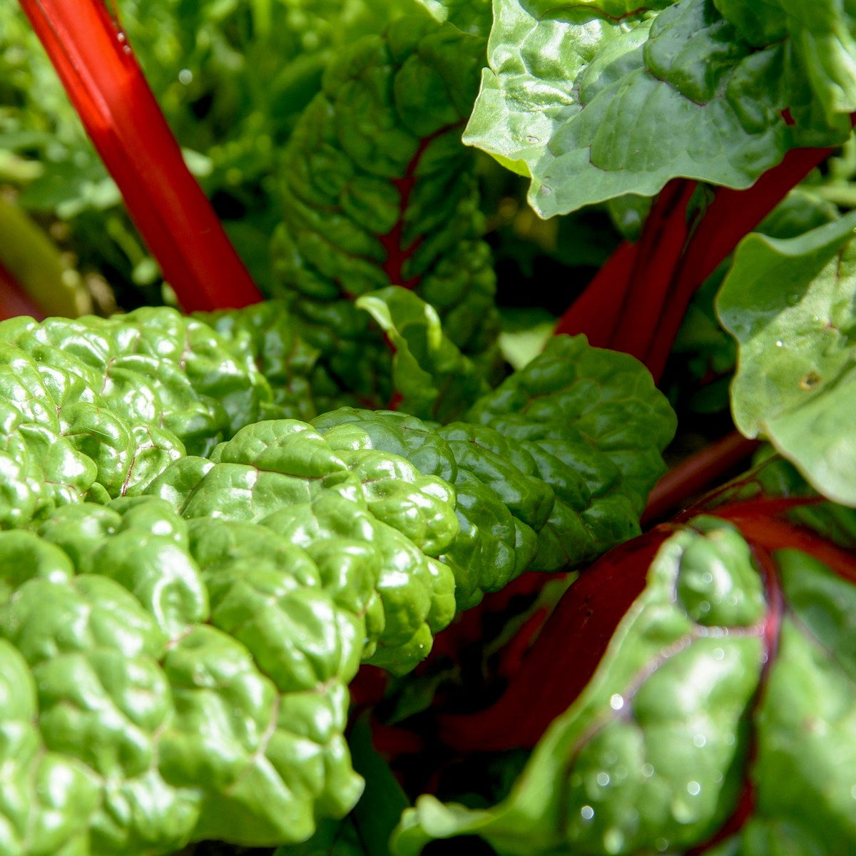 Swiss Chard Seeds - Ruby Red, ORGANIC | Sow True Seed