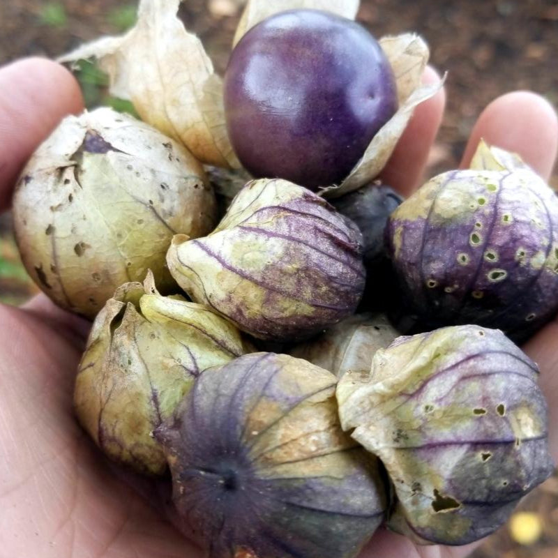 Tomatillo Seeds - Purple | Sow True Seed