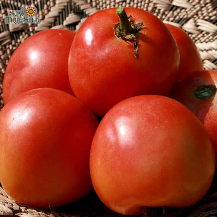 Homestead Slicing Tomato Seeds | Sow True Seed | Open-Pollinated