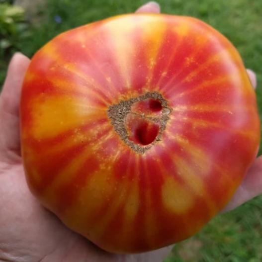Slicing Tomato Seeds - Mr. Stripey | Sow True Seed