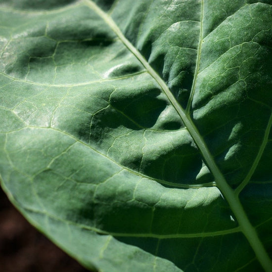 Collard Seeds - Champion | Sow True Seed