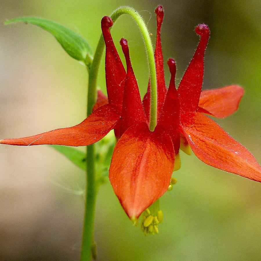Columbine Seeds - Eastern Columbine | Sow True Seed | Open Pollinated