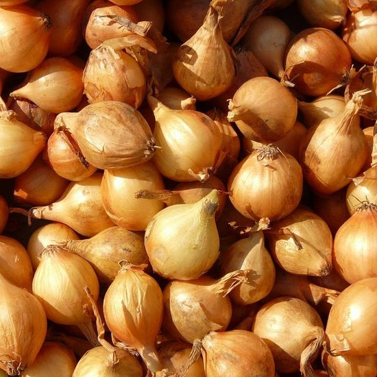 Dutch Yellow Shallots | Sow True Seed