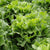 Endive Seeds - Green Curled Ruffec | Sow True Seed