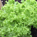 Green Curled Ruffec Endive Seeds | Sow True Seed | Open Pollinated