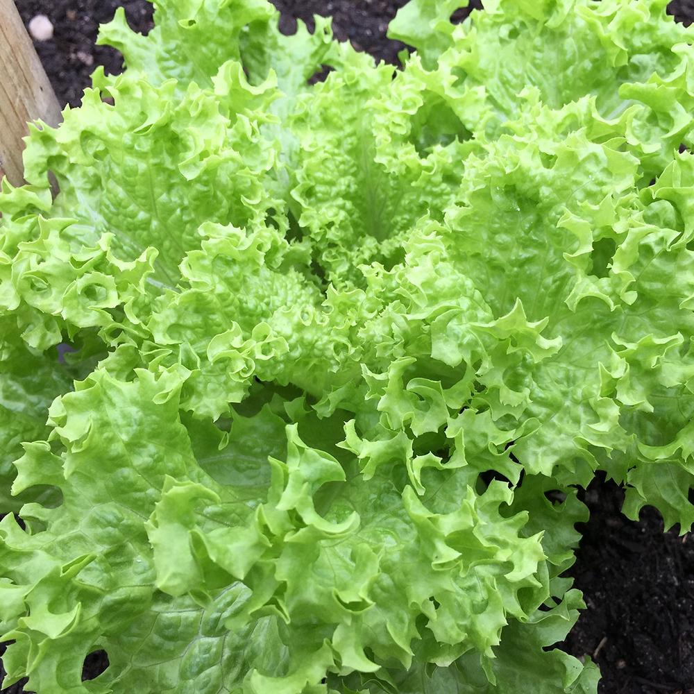 Endive Seeds - Green Curled Ruffec | Sow True Seed