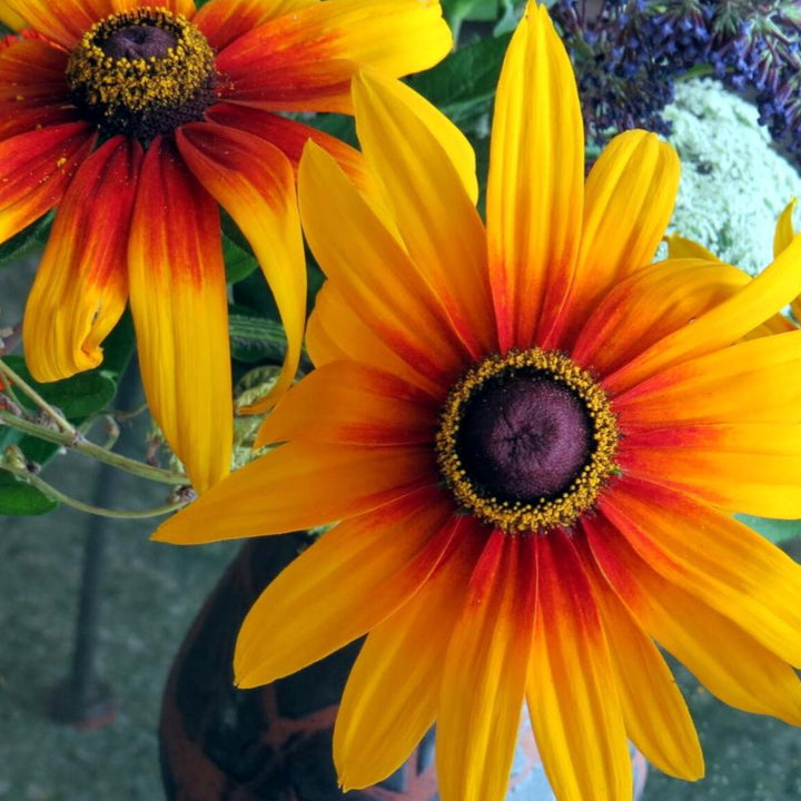 Gloriosa Daisy Rudbeckia Seeds | Sow True Seed | Open Pollinated