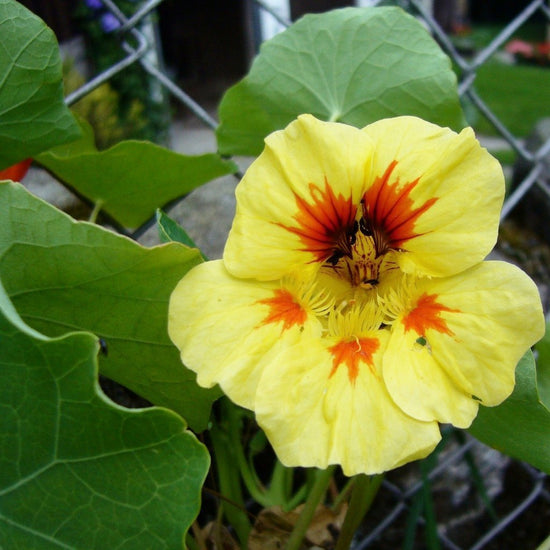 Nasturtium Seeds - Peach Melba Dwarf | Sow True Seed