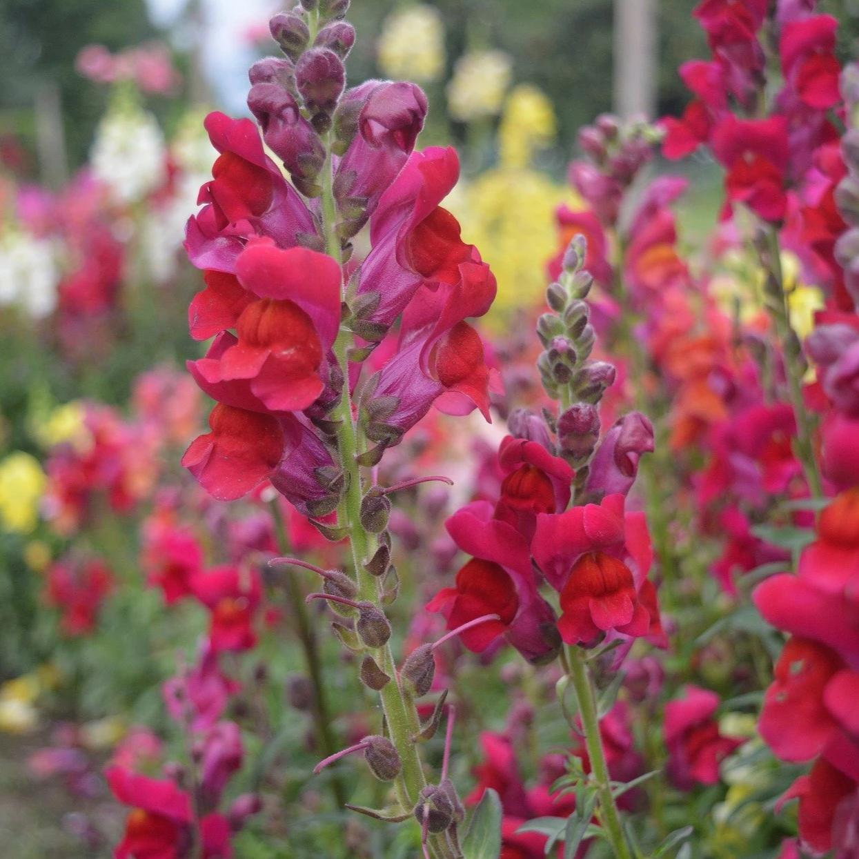Snapdragon Seeds - Tetra Mix | Sow True Seed