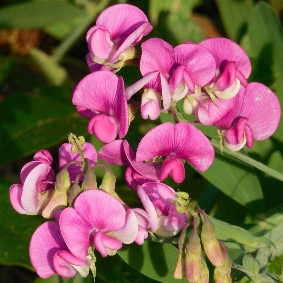 Royal Family Sweet Pea Seeds | Sow True Seed | Open-Pollinated