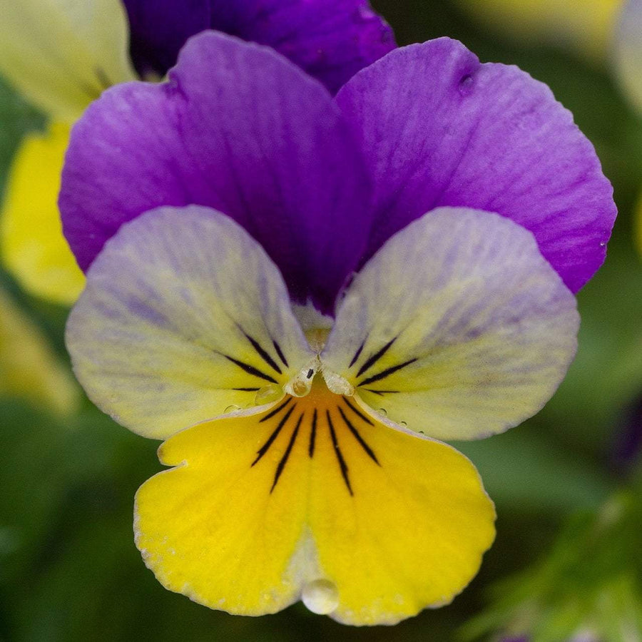 Johnny Jump-Up Viola Seeds | Sow True Seed | Open-Pollinated