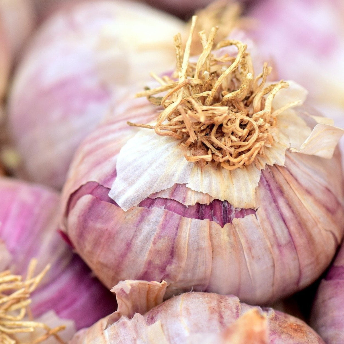 Italian Mountain Red Hardneck Garlic | Sow True Seed
