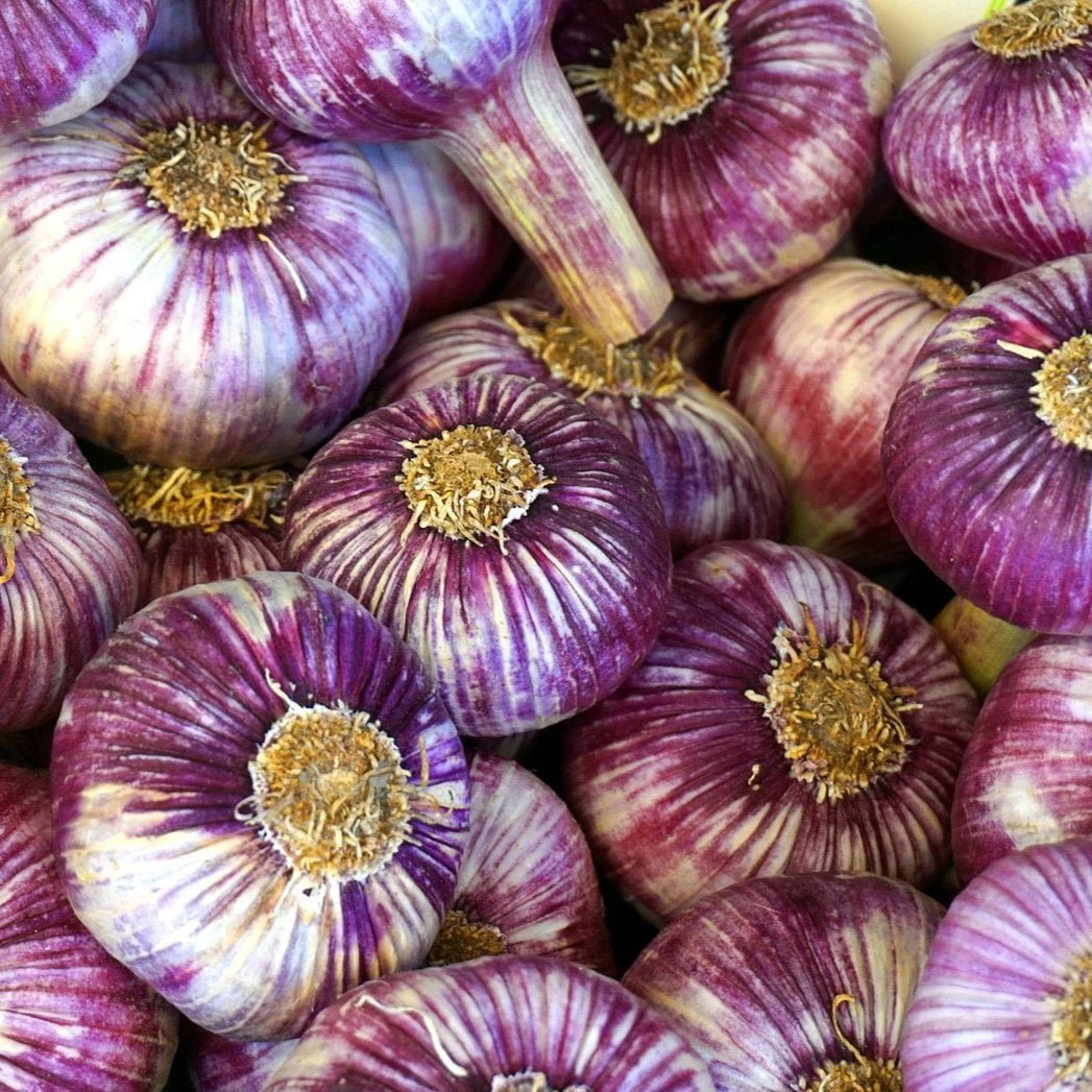 Bavarian Purple Hardneck Garlic | Sow True Seed